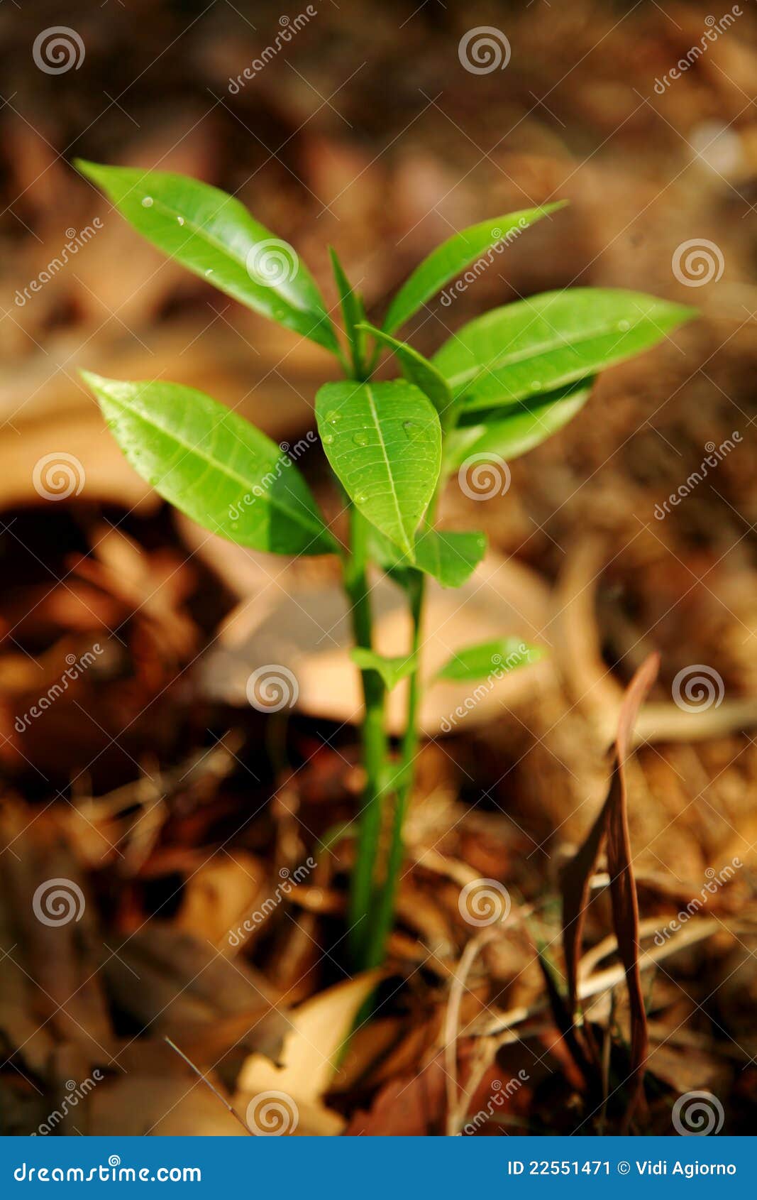 A new plant stock image. Image of grow, fresh, green - 22551471