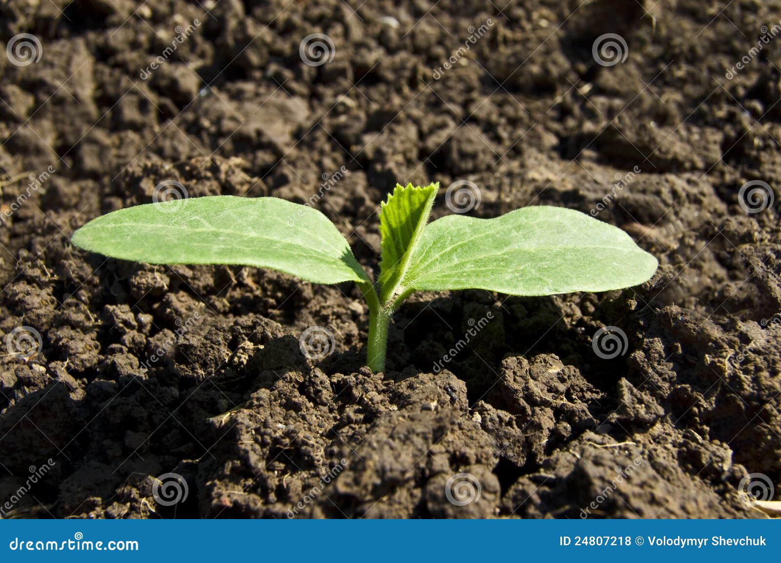 New plant stock photo. Image of fragility, conservation - 24807218