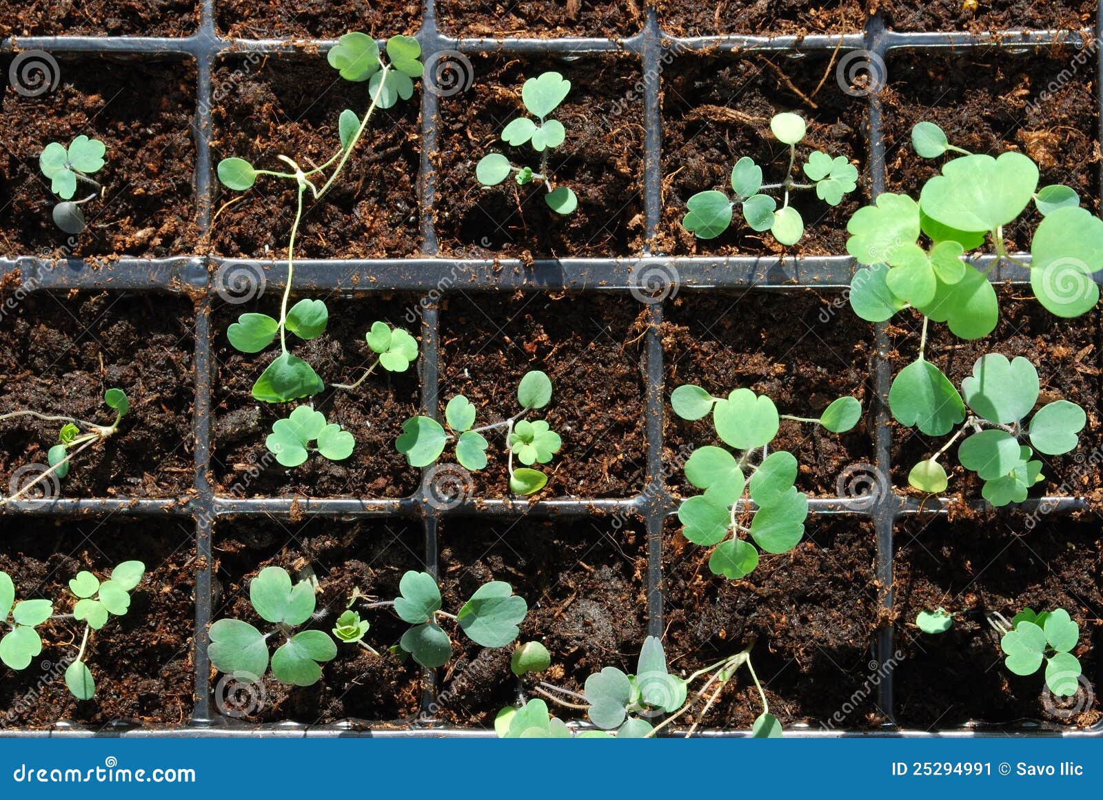 New plant stock image. Image of season, macro, nursey - 25294991