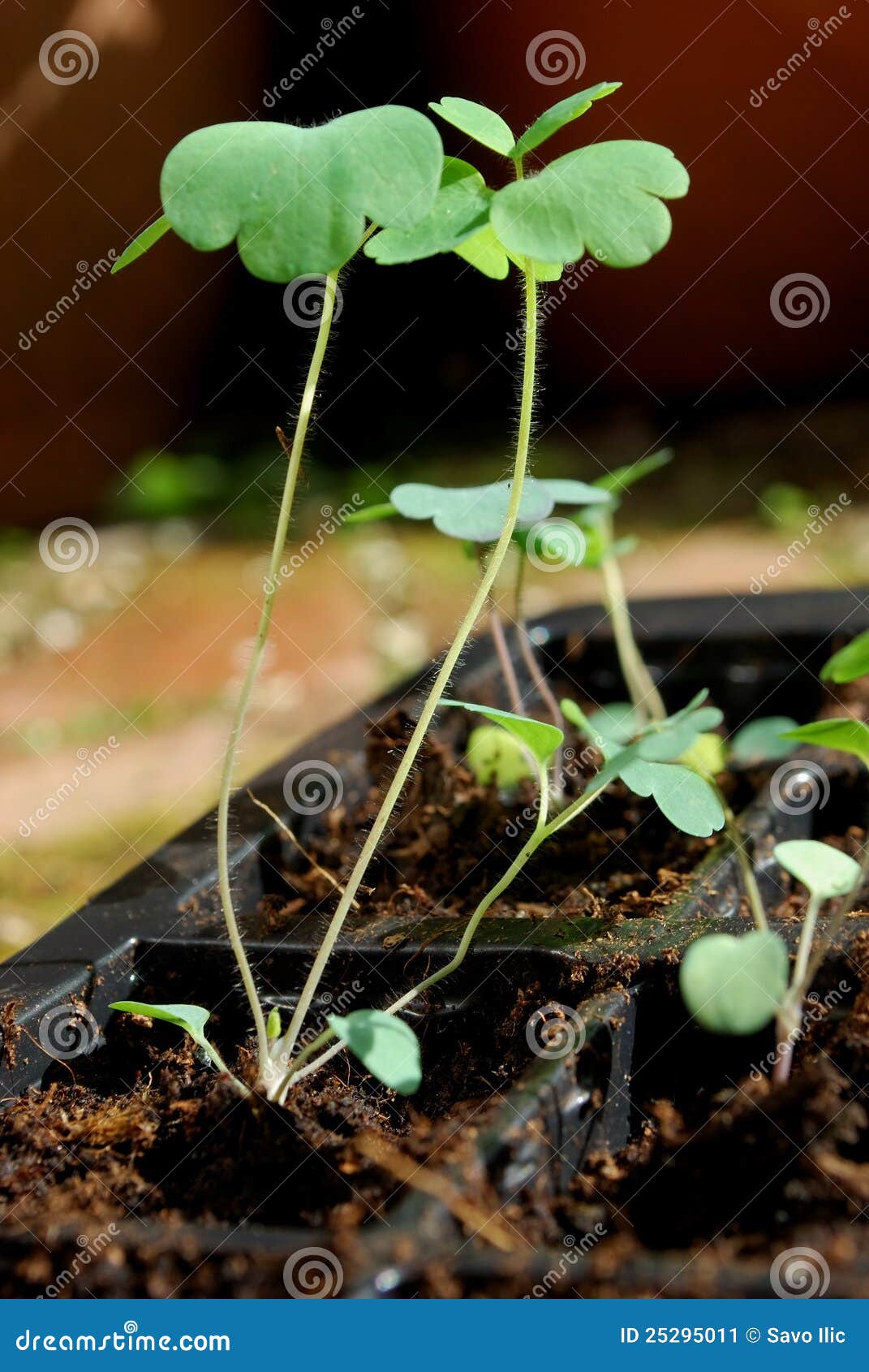 New plant stock image. Image of macro, flower, garden - 25295011