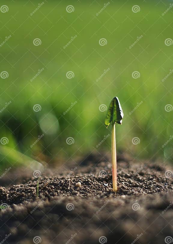 New plant stock photo. Image of leaf, growing, plant, grew - 663352