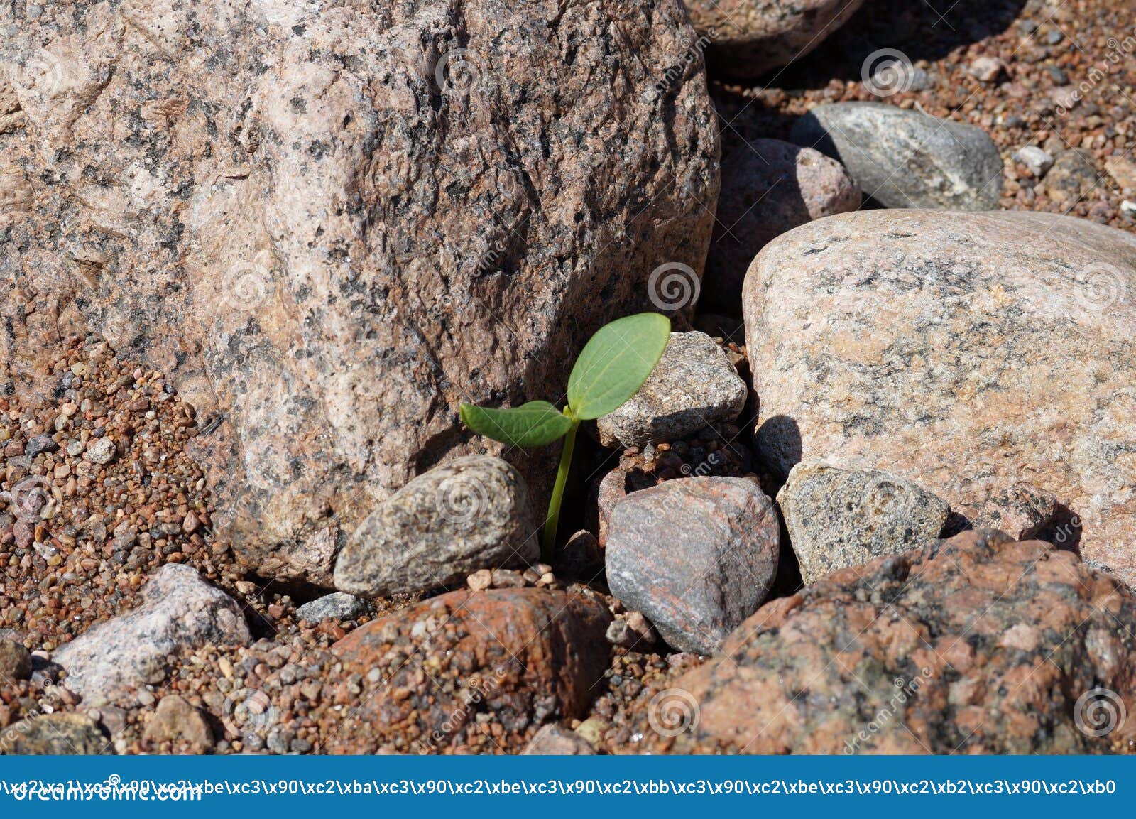 The New Plant Breaks through the Rocks Stock Image - Image of ...