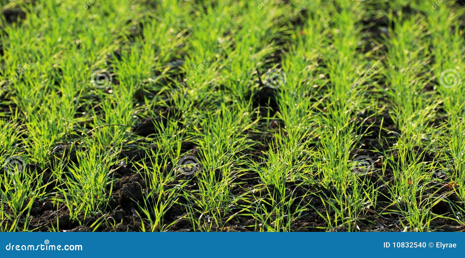 New plant growth stock photo. Image of agriculture, scene - 10832540