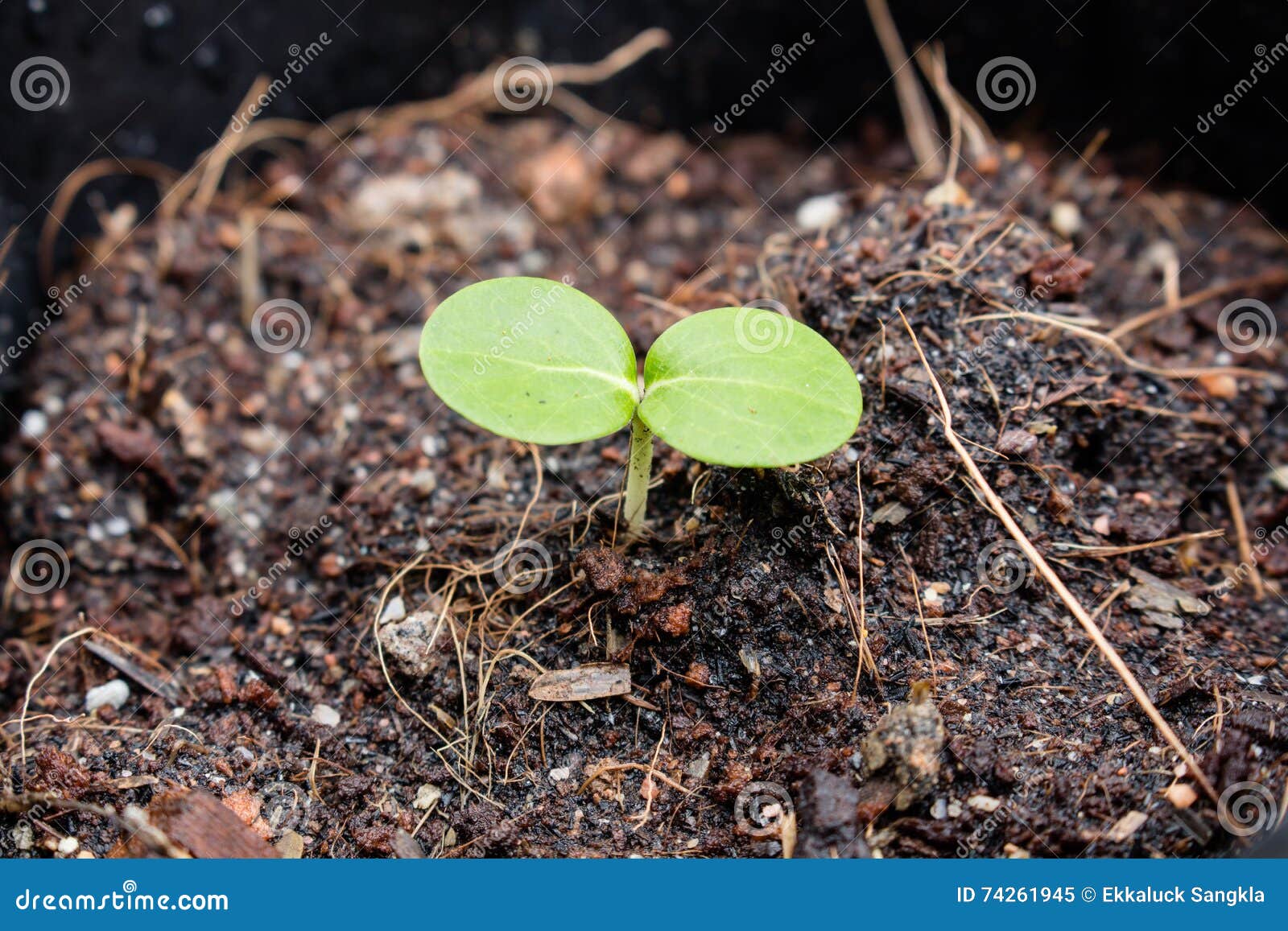 New Plant, New Life in Nature. Stock Image - Image of celebration ...