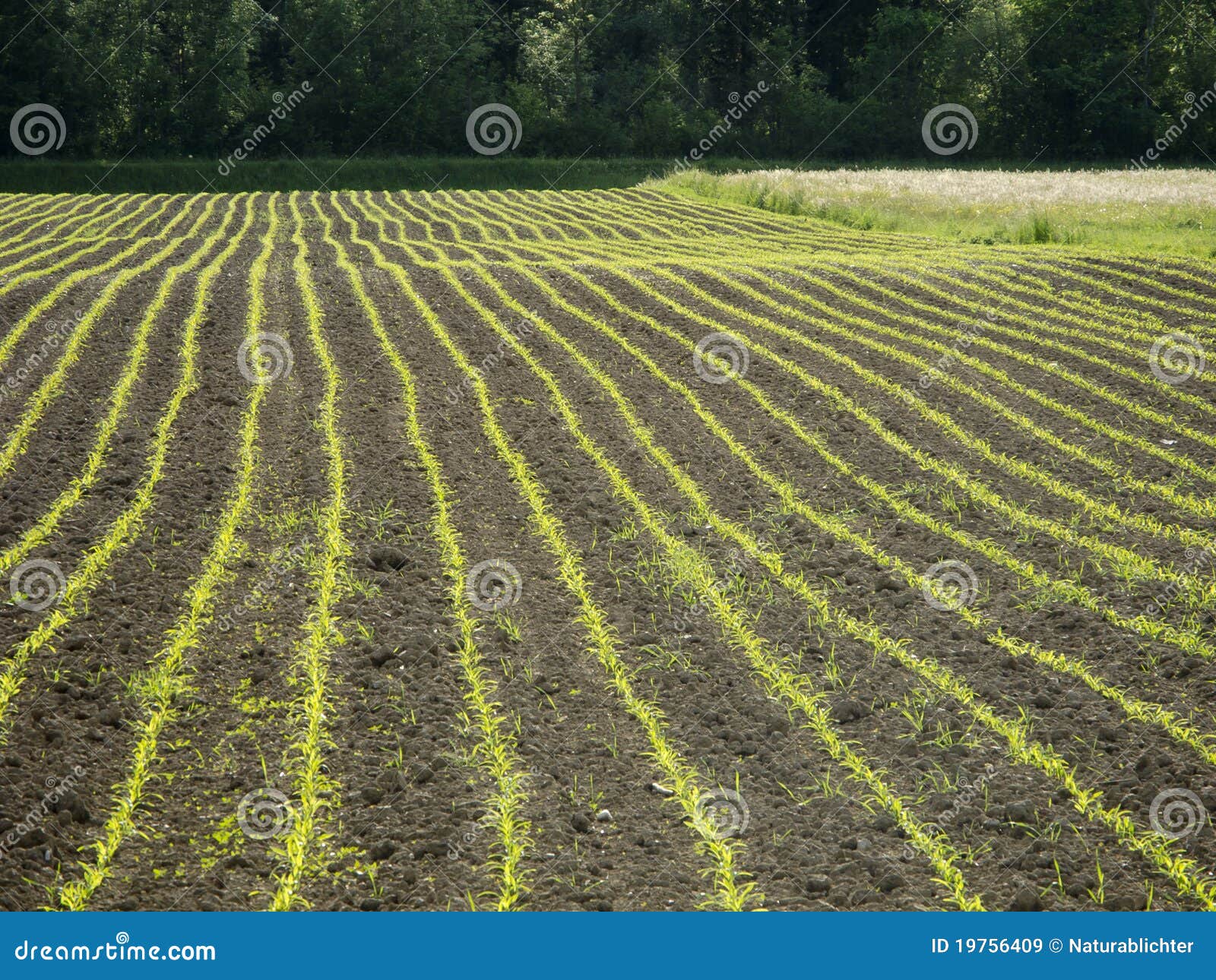 New Planted Field in Spring Stock Image - Image of plant, rows: 19756409