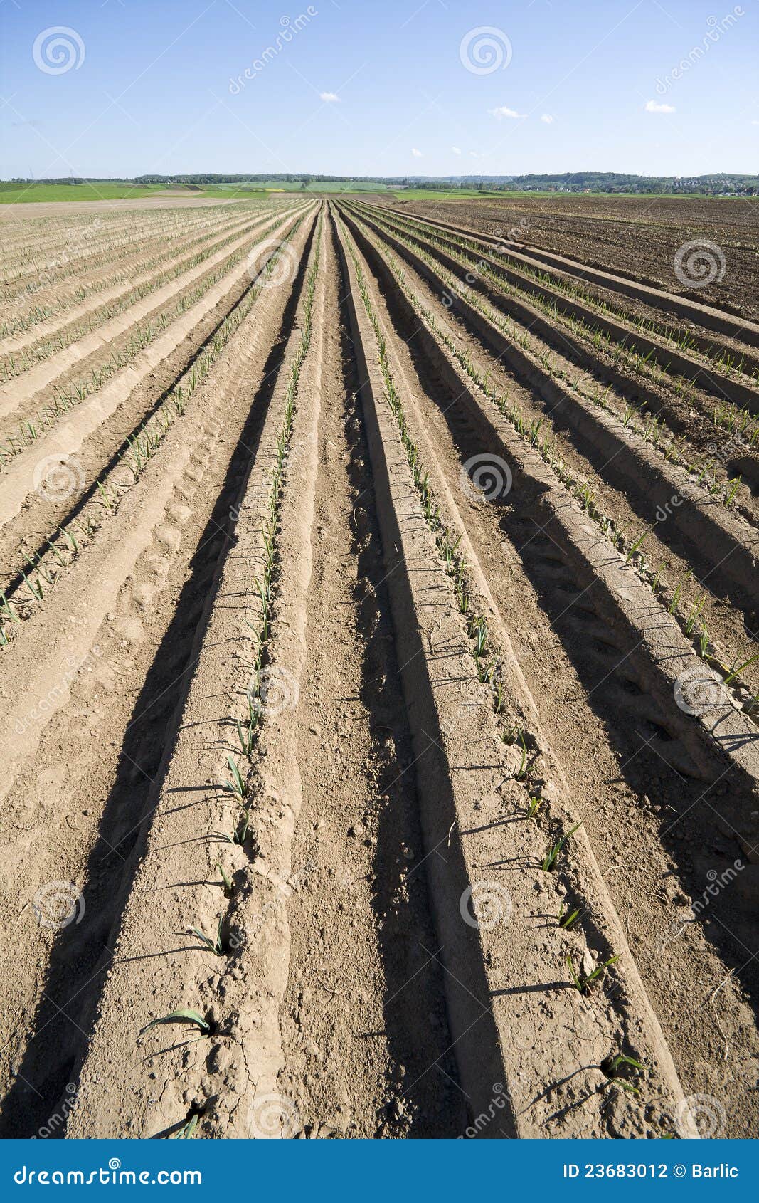 New Planted Field in Spring Stock Photo - Image of young, newly: 23683012