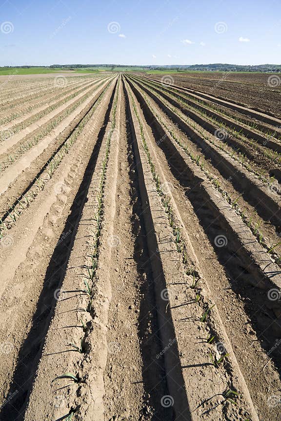 New Planted Field in Spring Stock Photo - Image of young, newly: 23683012