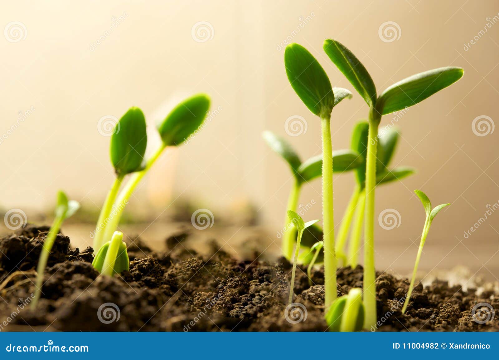 New plants stock photo. Image of plant, small, gardening - 11004982