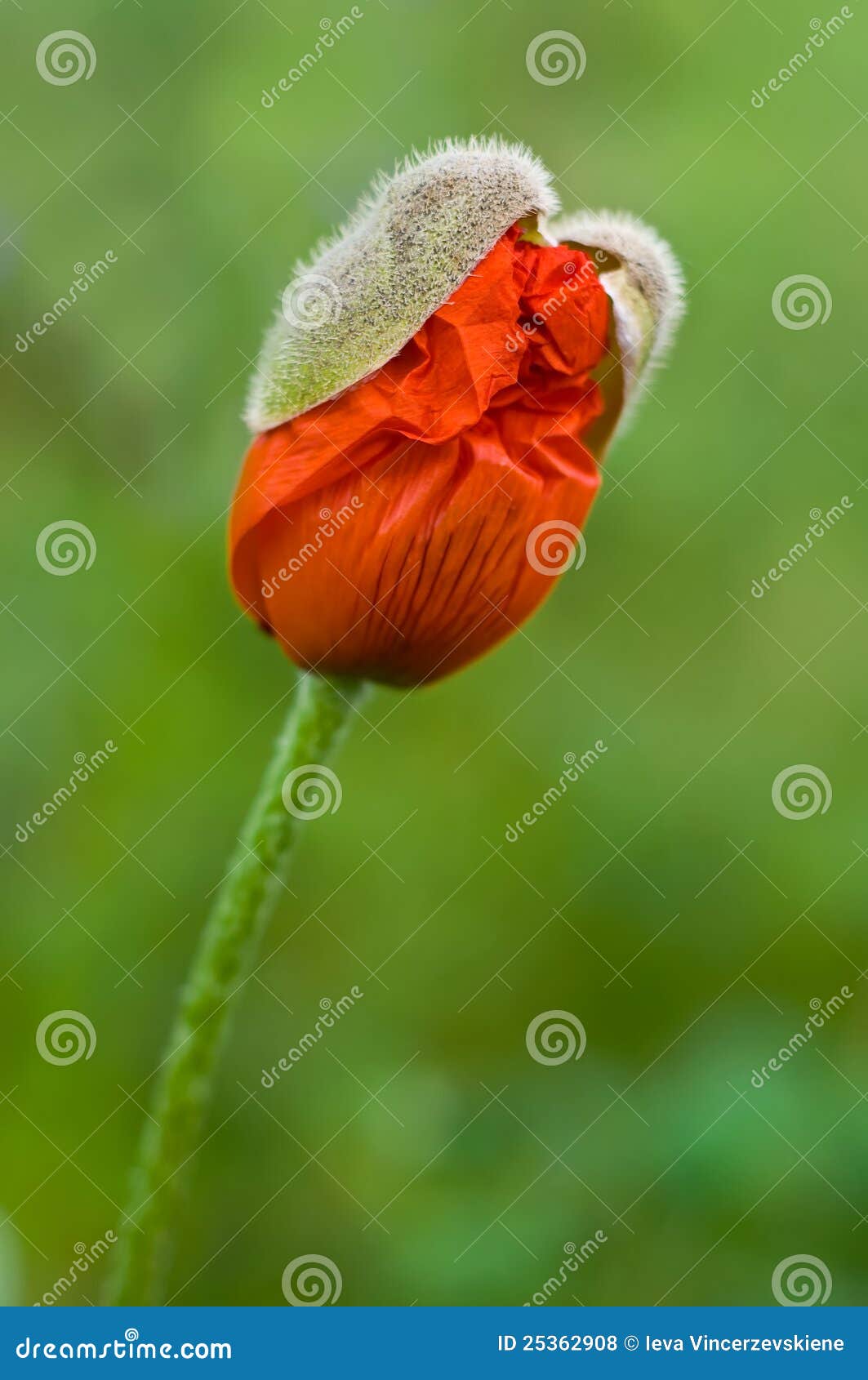 New poppy stock photo. Image of plant, beginning, flower - 25362908