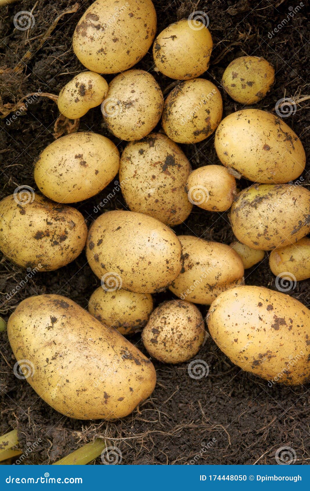 New Potato Crop stock photo. Image of garden, root, seed - 174448050
