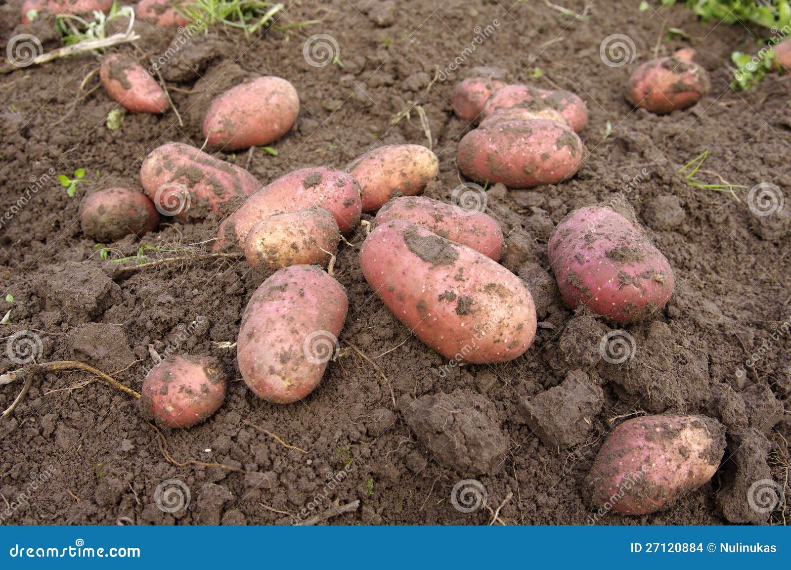 New potatoes freshly dug stock photo. Image of fresh - 27120884