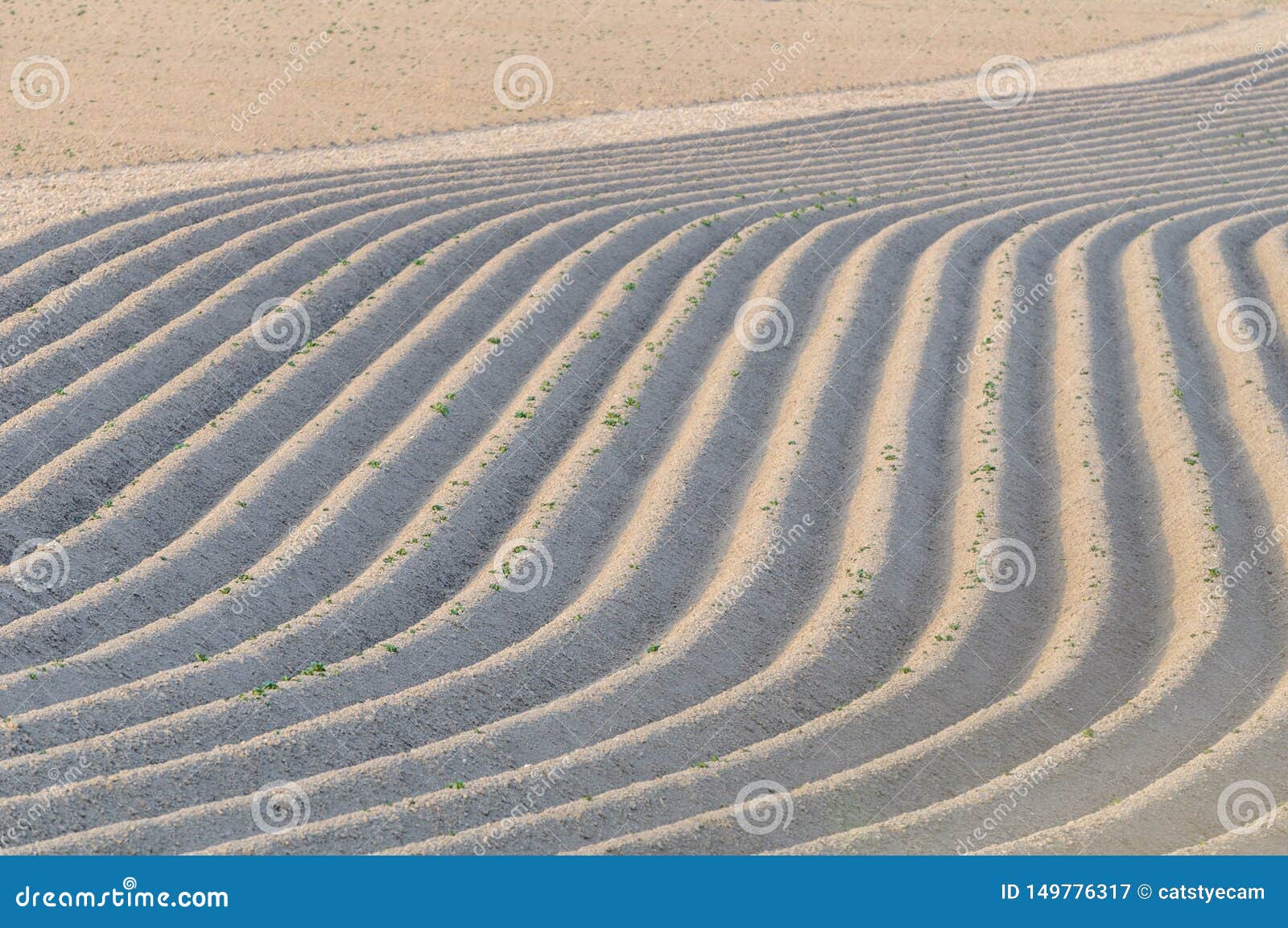 New Potatoes Planted in Curved Rows of Tilled Soil Stock Image - Image ...