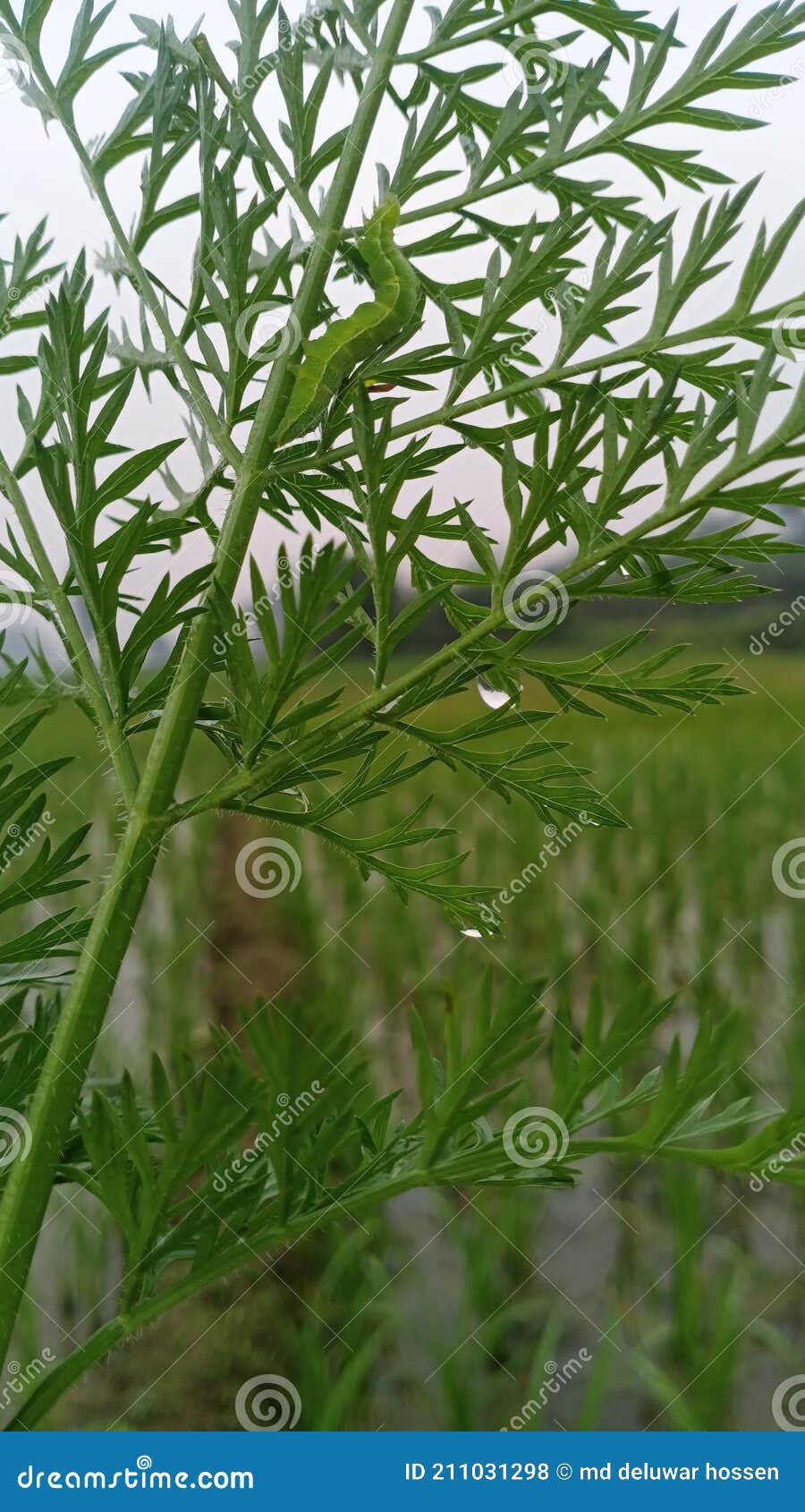 New Puka on the Leaves of Carrot Tree Stock Photo - Image of carrot ...