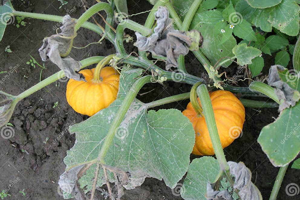New pumkin stock image. Image of growing, fruit, plants - 48083005