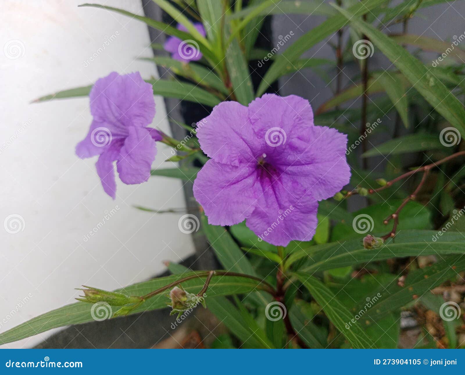 New Purple Flowers Bloom Perfectly Stock Image - Image of perfectly ...