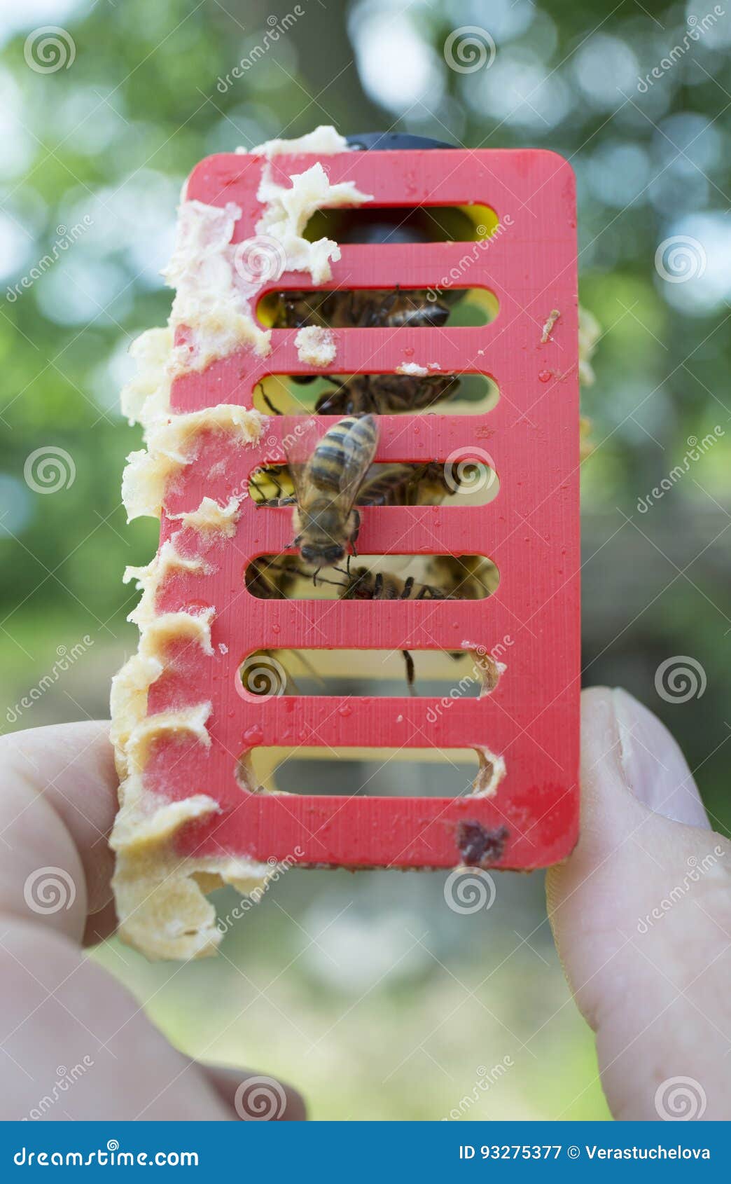 New queen bee stock image. Image of outdoor, detail, country - 93275377