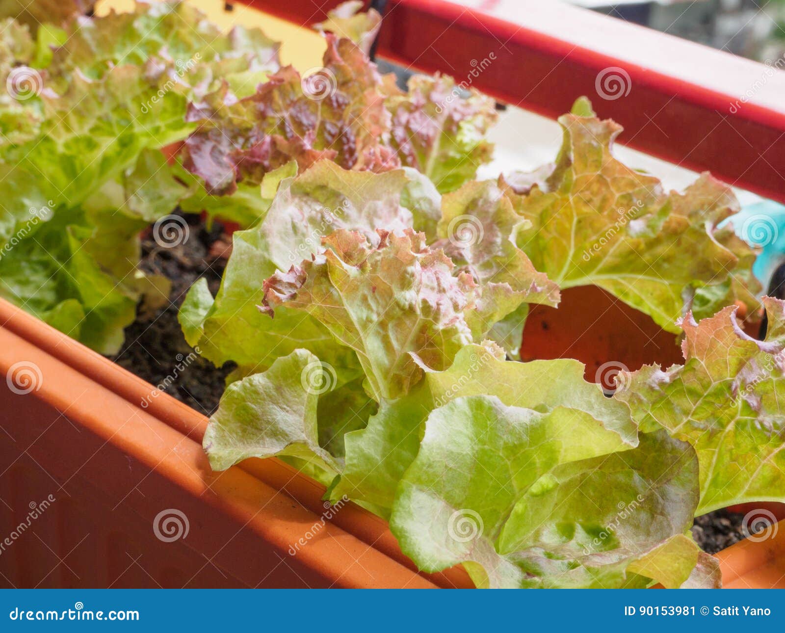 New Red Fire Lettuce stock image. Image of color, diet - 90153981