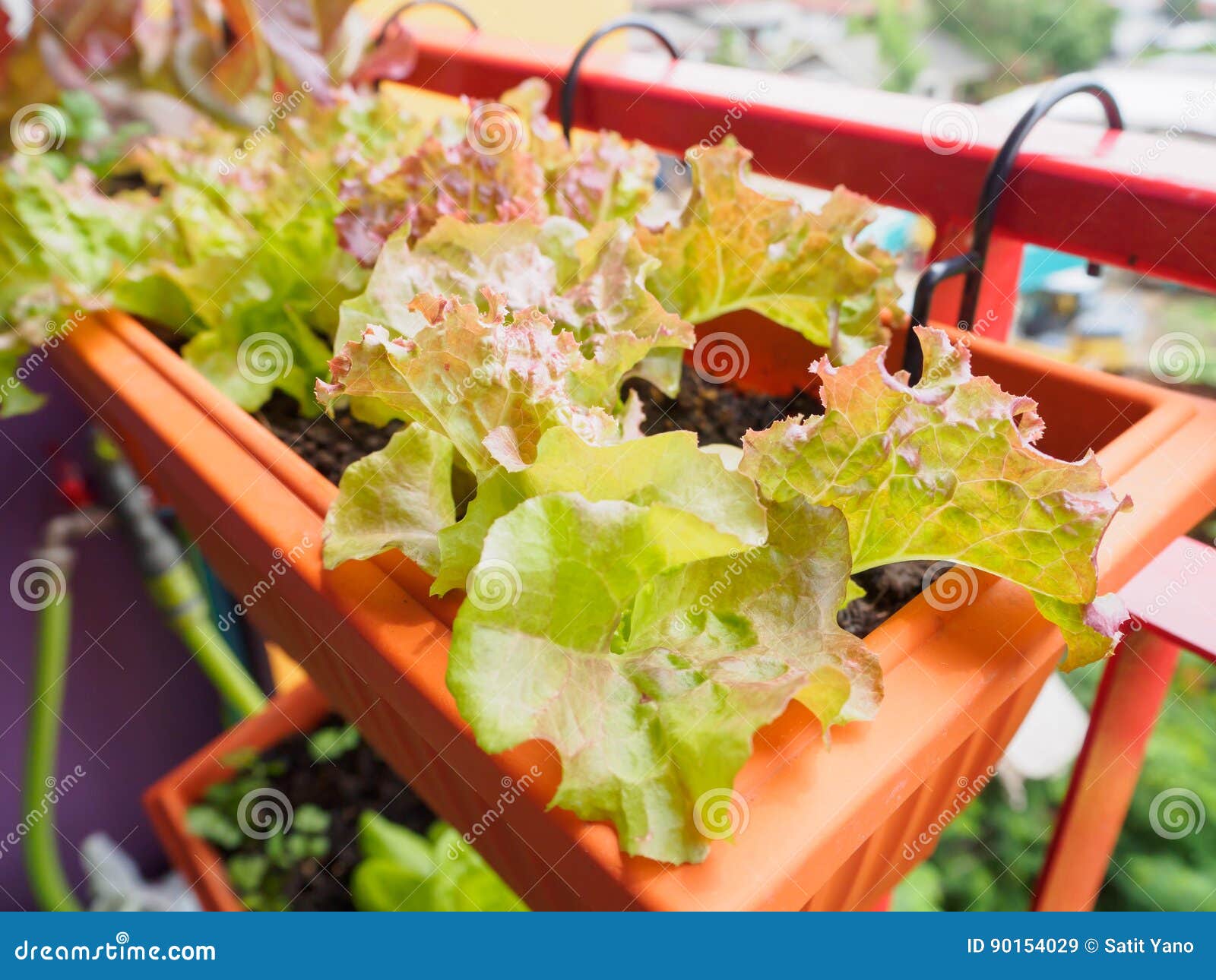 New Red Fire Lettuce stock image. Image of natural, color - 90154029