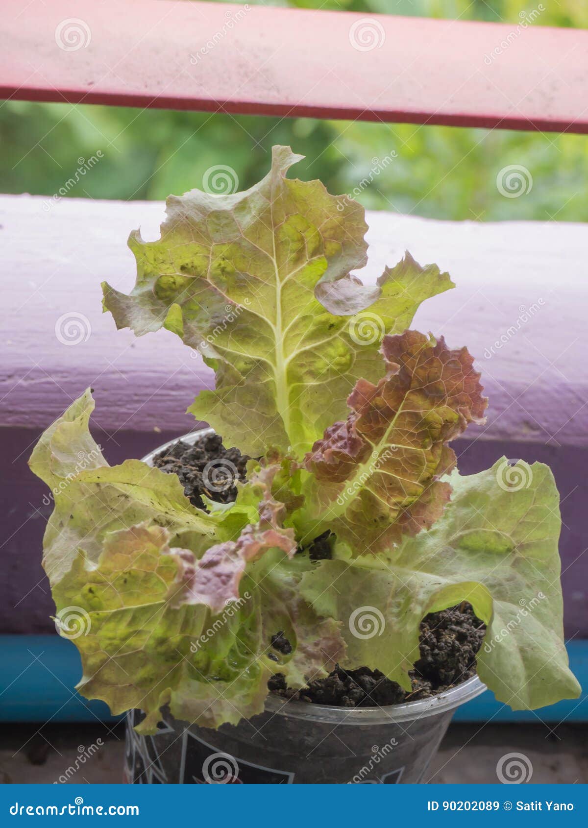 New Red Fire Lettuce Vegetables Stock Image - Image of organic ...