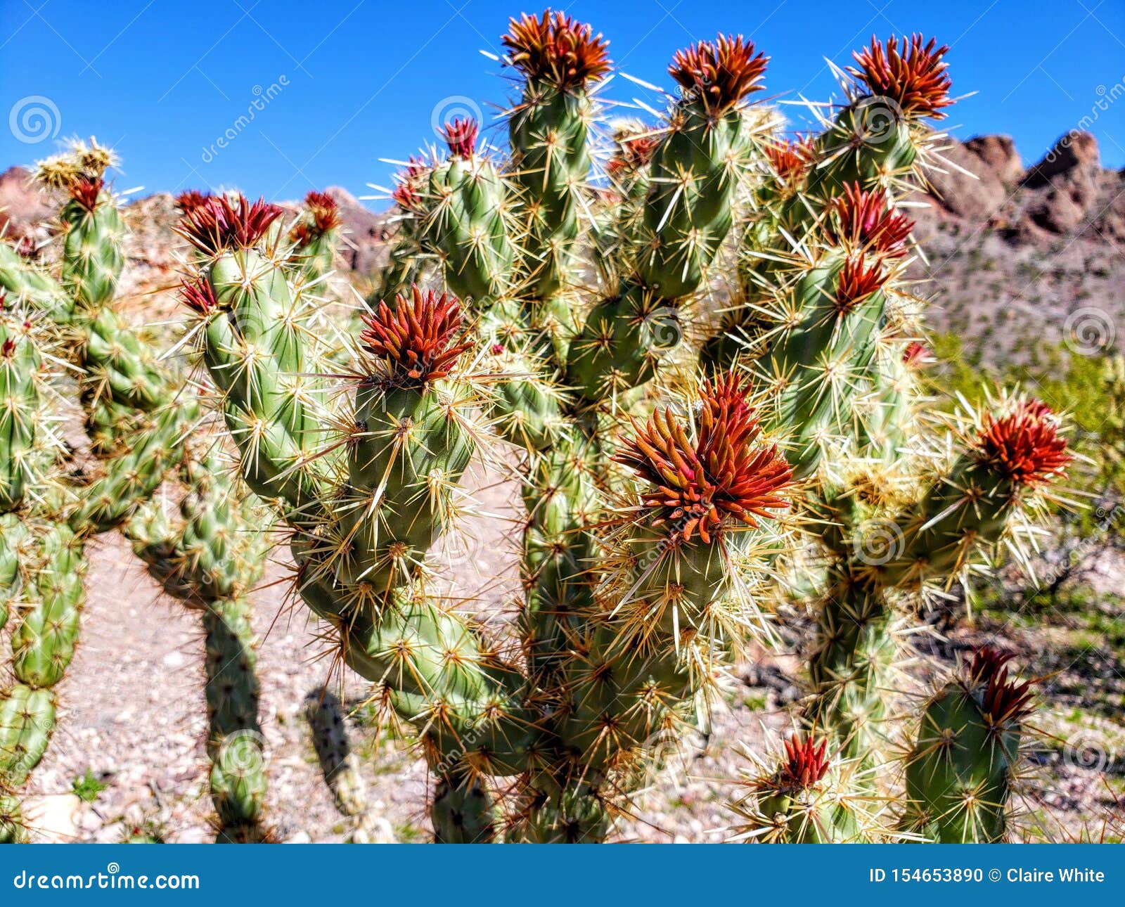 New Growth on Cholla Cactus Outside of Nelson, Nevada Stock Photo ...