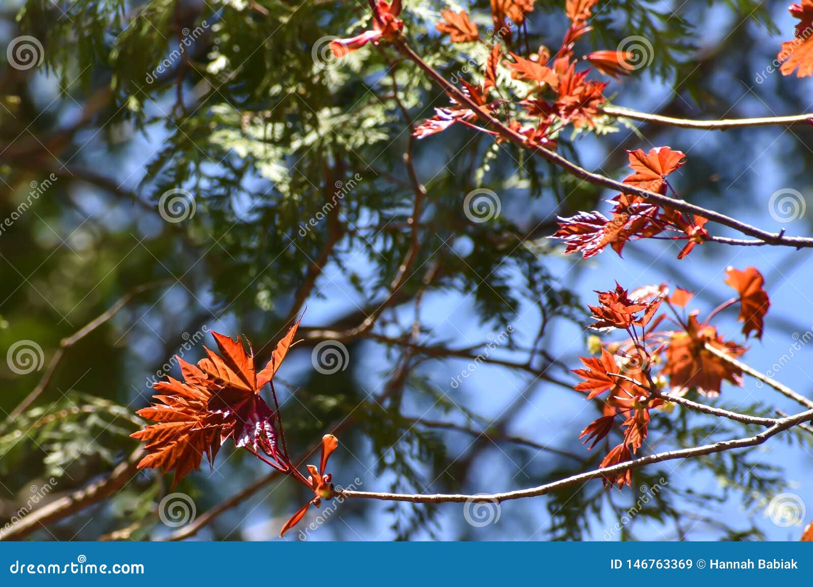 New Red Maple Leaves Budding Out in Early Spring Stock Image - Image of ...