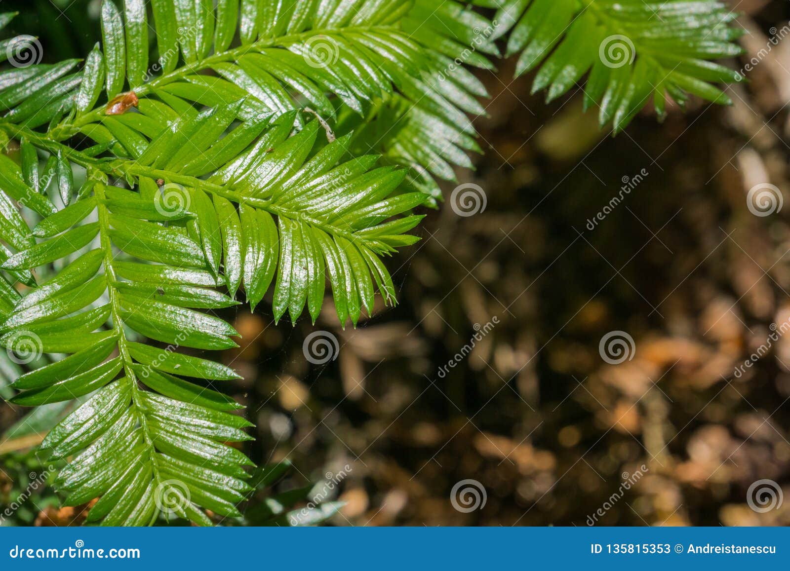 New Redwood Trees Branches, California Stock Image - Image of ...