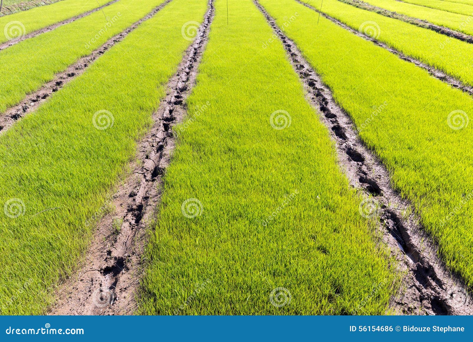New rice field stock photo. Image of rice, grass, asian - 56154686
