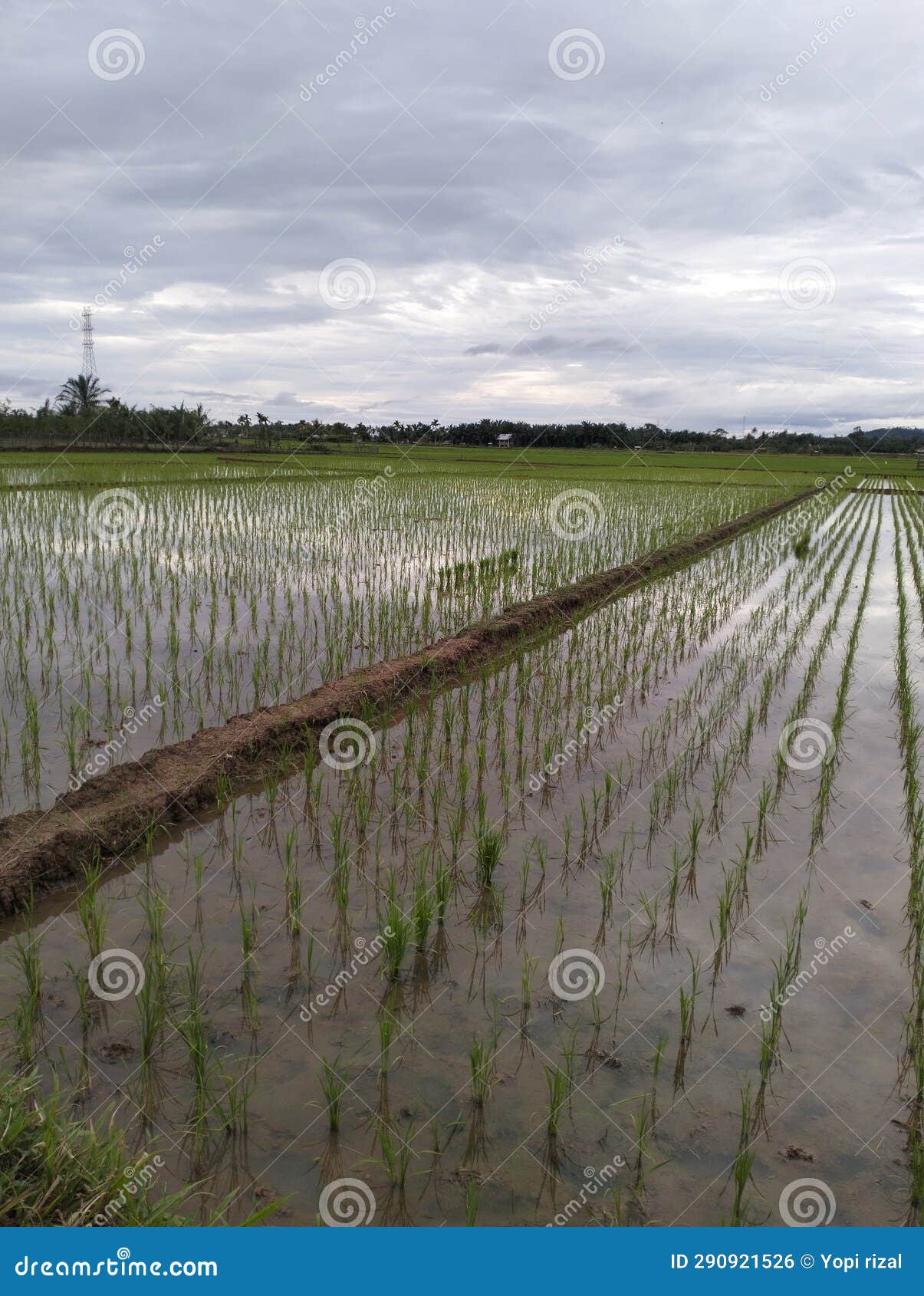 New Rice Fields Ready for Planting Stock Photo - Image of green, plant ...