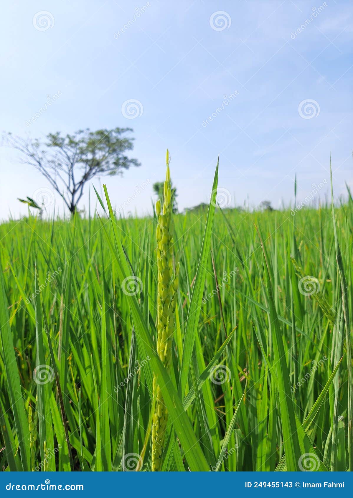 New Rice Flowers Will Grow in the Fields Stock Image - Image of ...