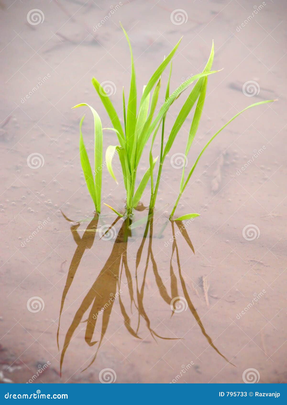 Rice Plant And White Rice , Uncooked Raw Cereals Royalty-Free Stock ...