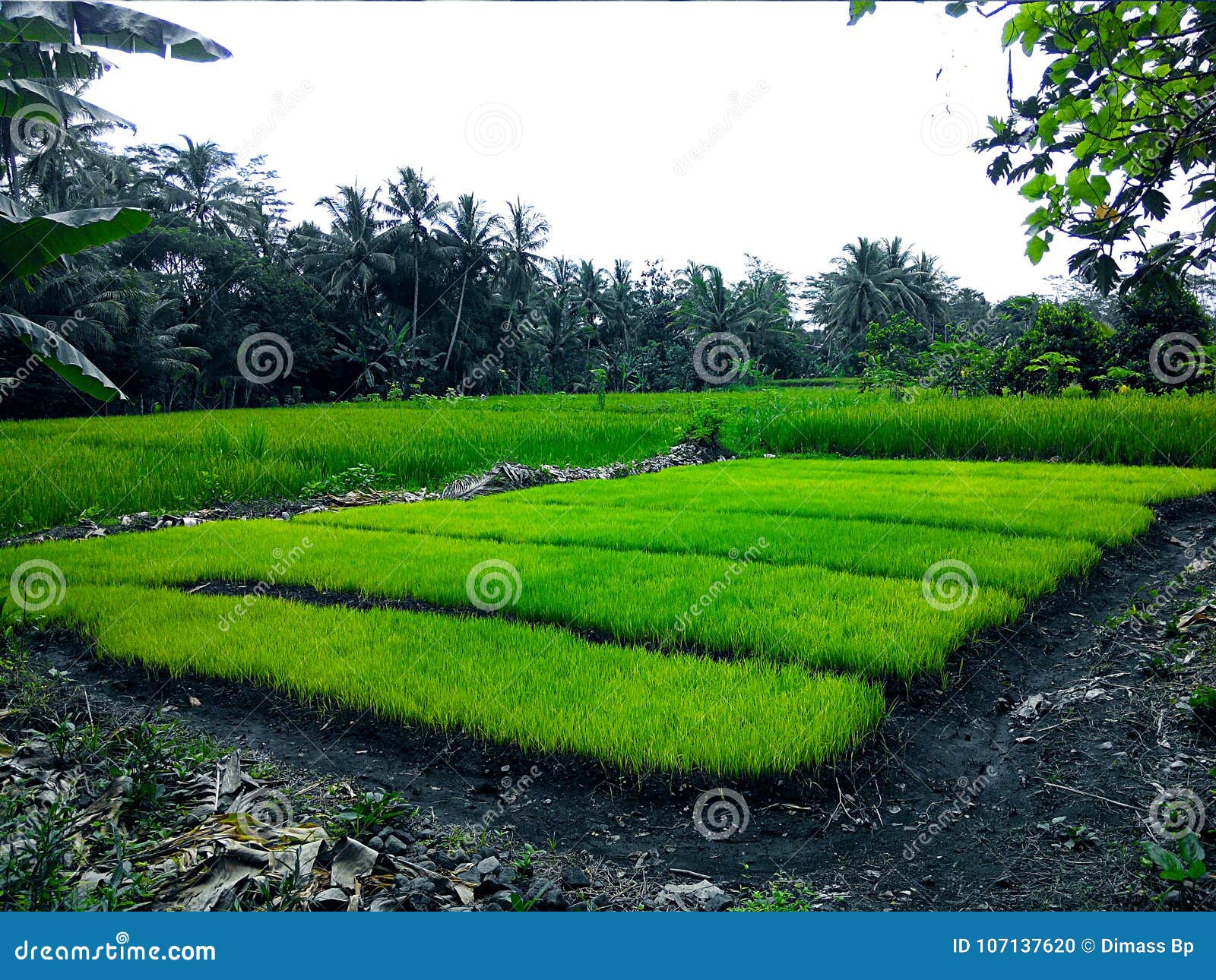 New Rice Planted in Rice Fields Stock Photo - Image of summer, green ...