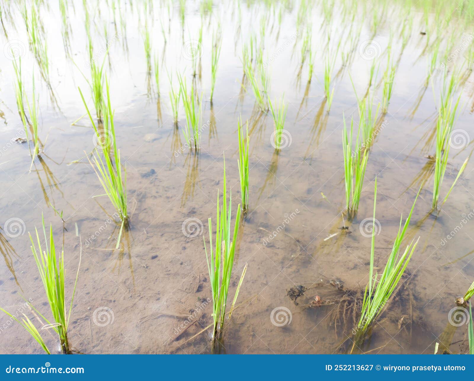 These are New Rice Plants Growing in Rice Fields. Stock Image - Image ...