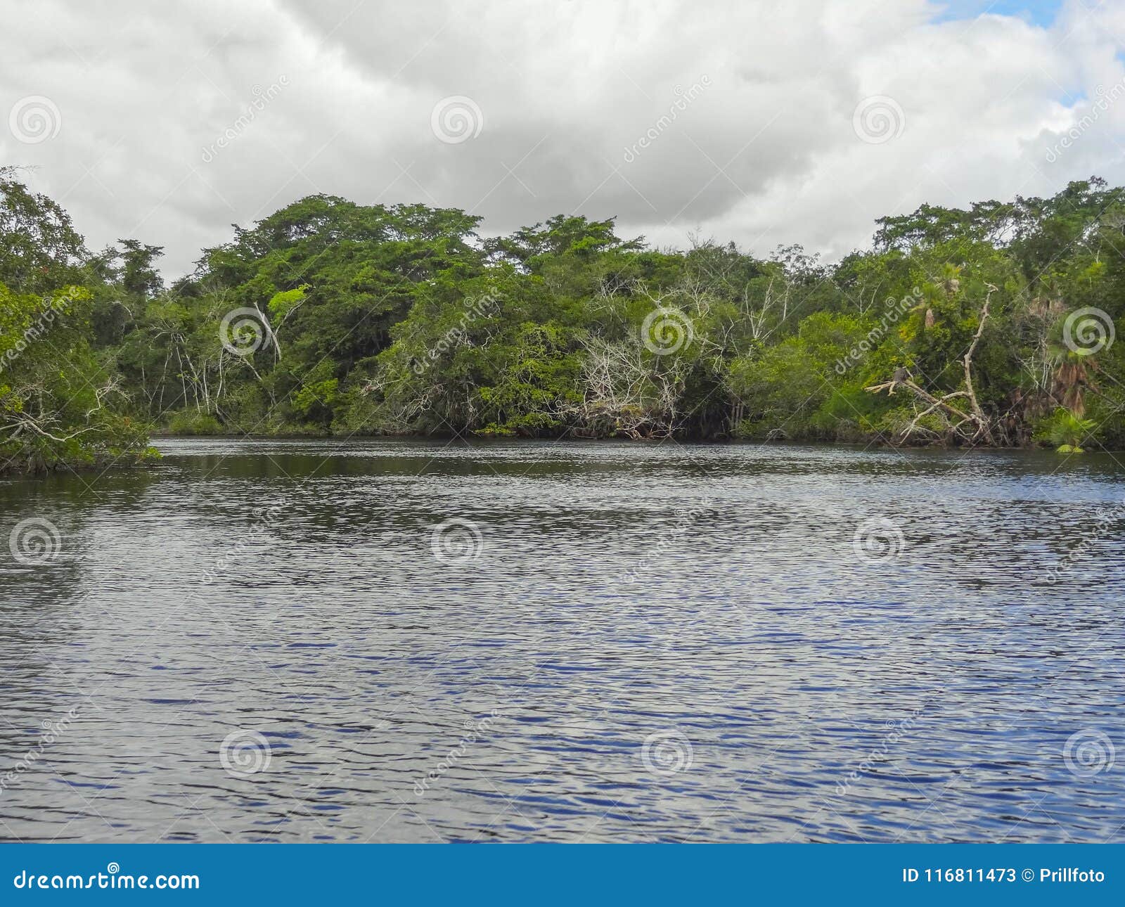 New River in Belize stock image. Image of tropical, overgrown - 116811473