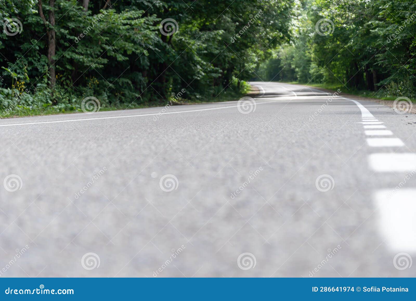 New Road in the Forest without Cars Stock Photo - Image of plants ...