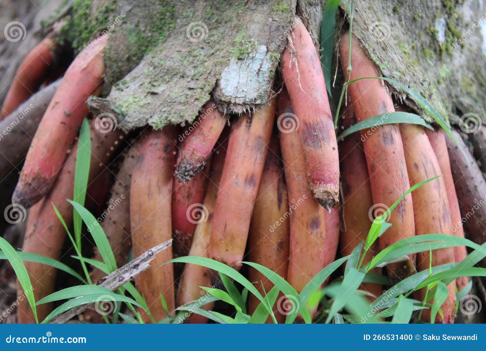 The Surface Of Jackfruit Background. Royalty-Free Stock Photo ...