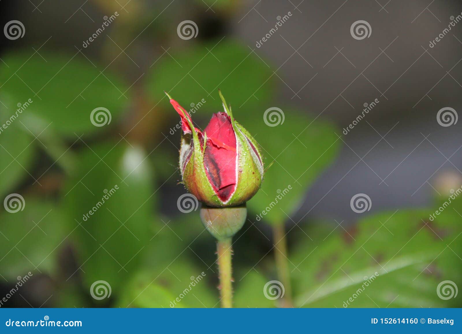 Pink Rose Flower Bud Going To Bloom Stock Photo - Image of garden ...
