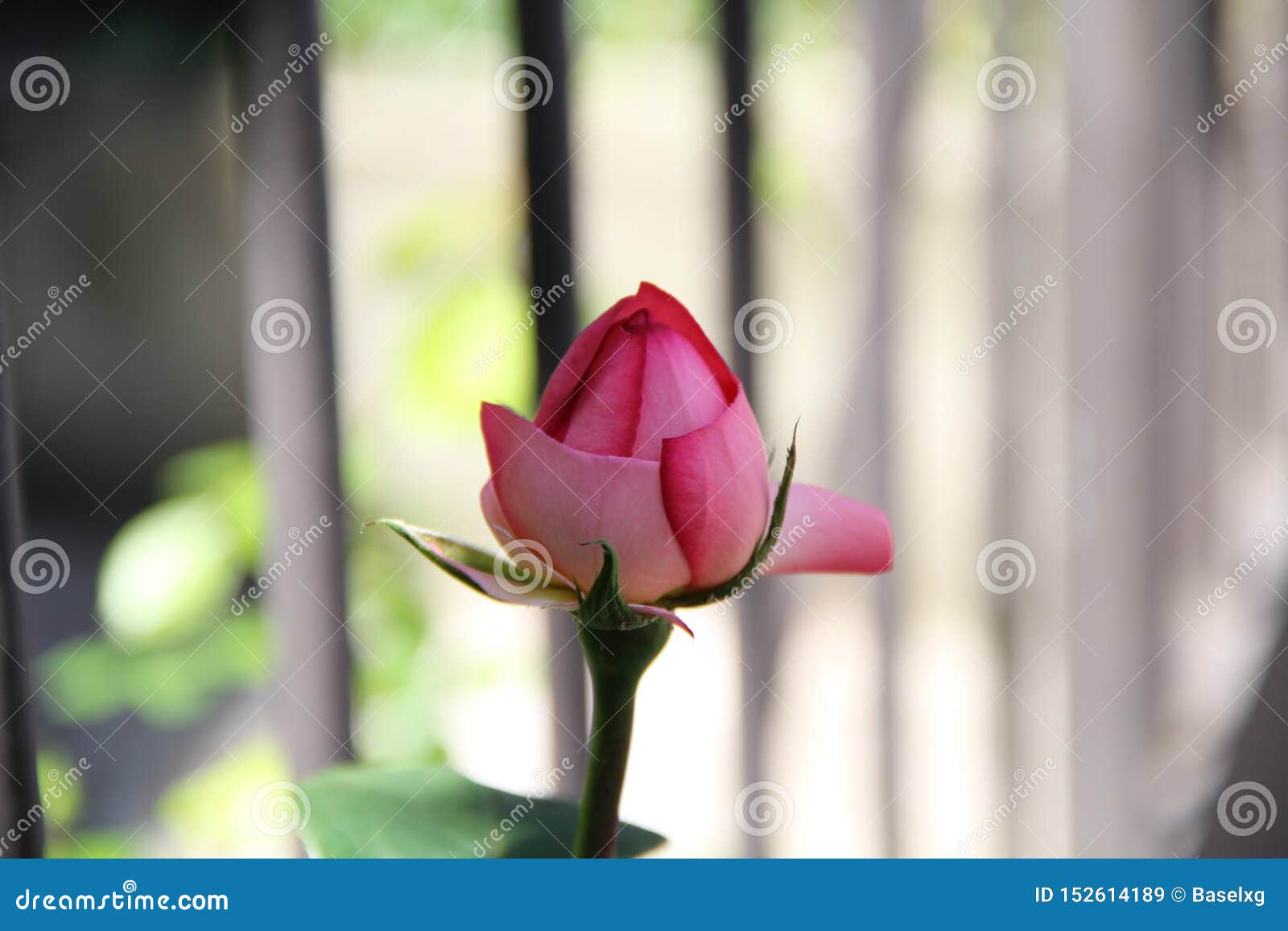 Pink Rose Flower Bud Going To Bloom Stock Image - Image of forward ...