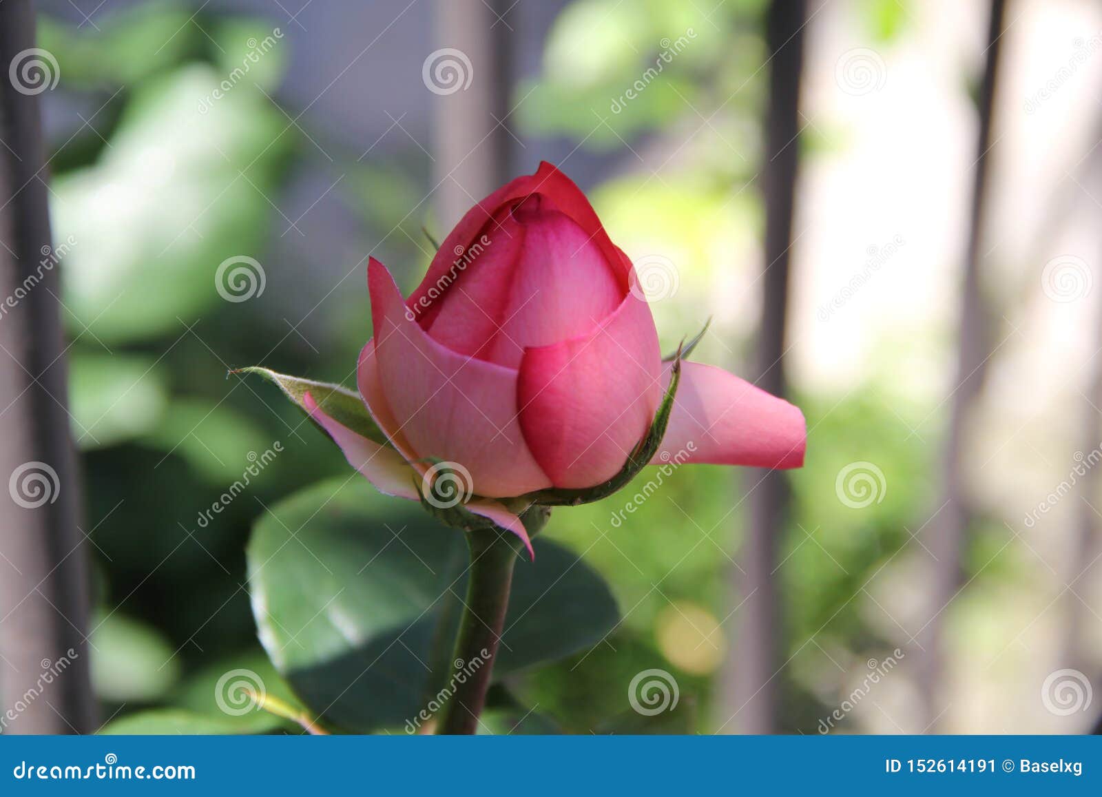 Pink Rose Flower Bud Going To Bloom Stock Image - Image of forward ...