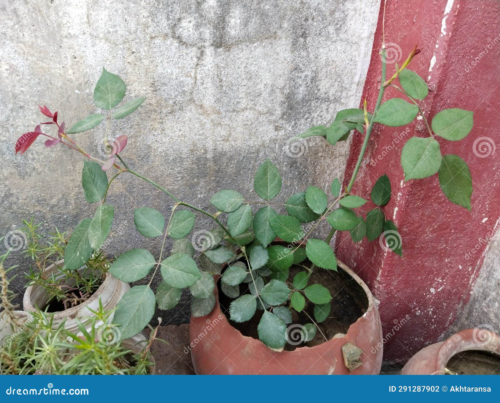 New Rose Plant without Any Flower in Clay Pot Stock Photo - Image of ...