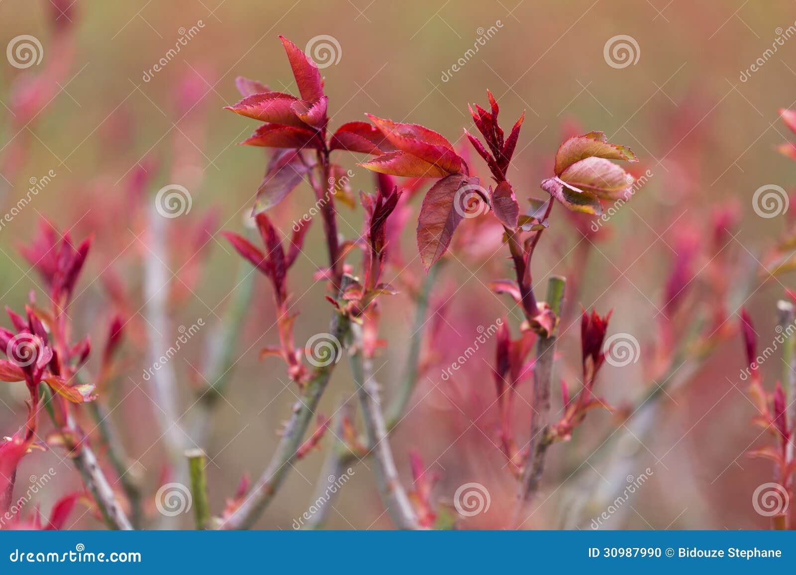 New rose sprout stock photo. Image of growth, spring - 30987990