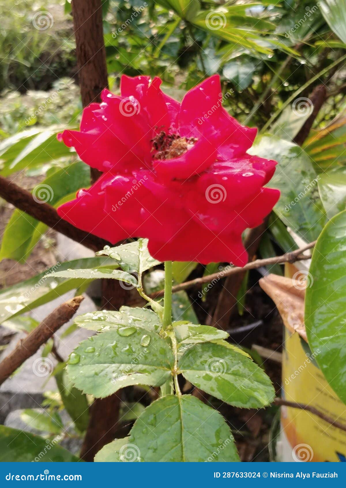 New Roses Bloom and Look Fresh Stock Photo - Image of look, bloom ...