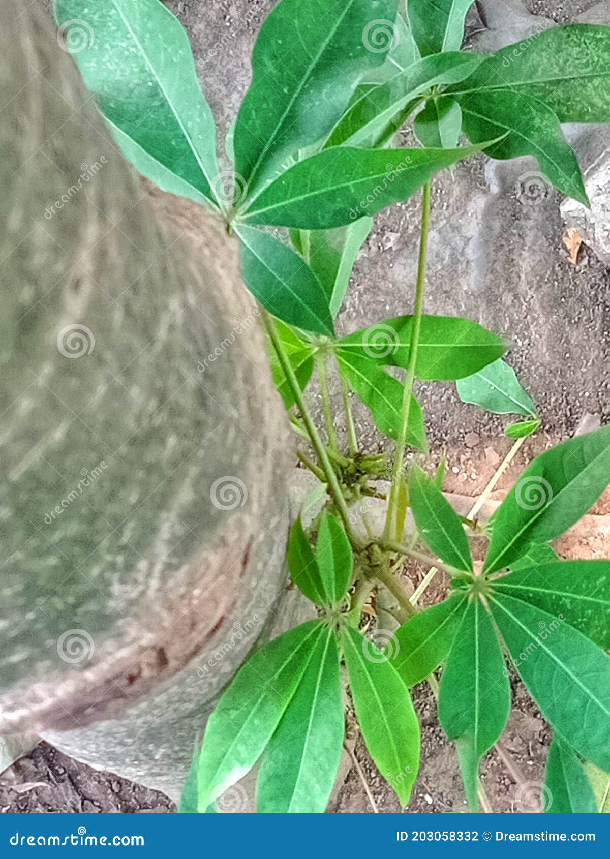 A new sapling grows stock photo. Image of flower, garden - 203058332