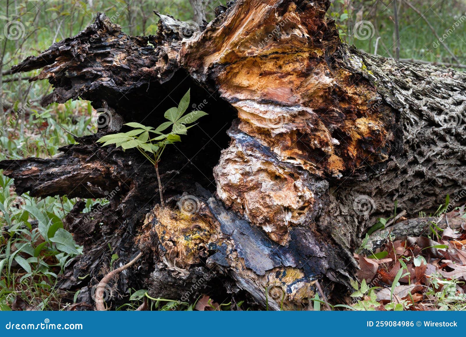 New Sapling Sprouting from a Fallen Old Tree, a Concept of a New Life ...