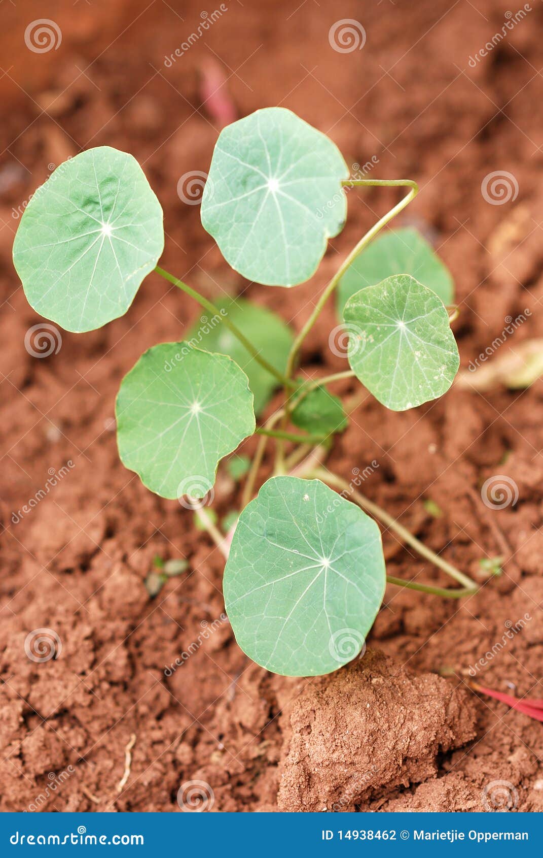 New seedling stock photo. Image of environment, nature - 14938462