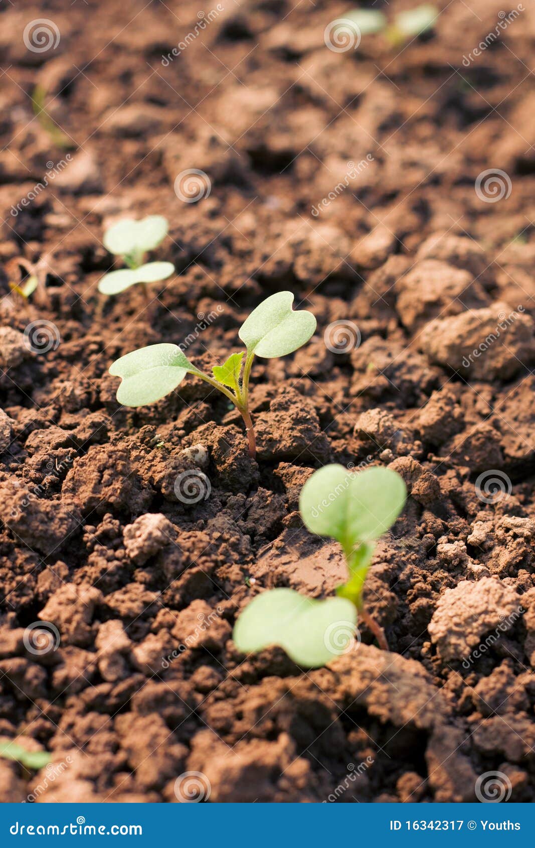 New seedling stock image. Image of gardening, cultivated - 16342317