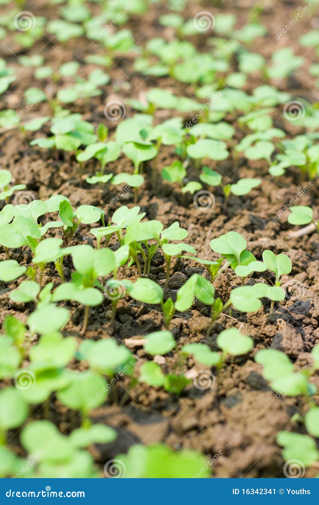 New seedling stock image. Image of environment, agriculture - 16342341