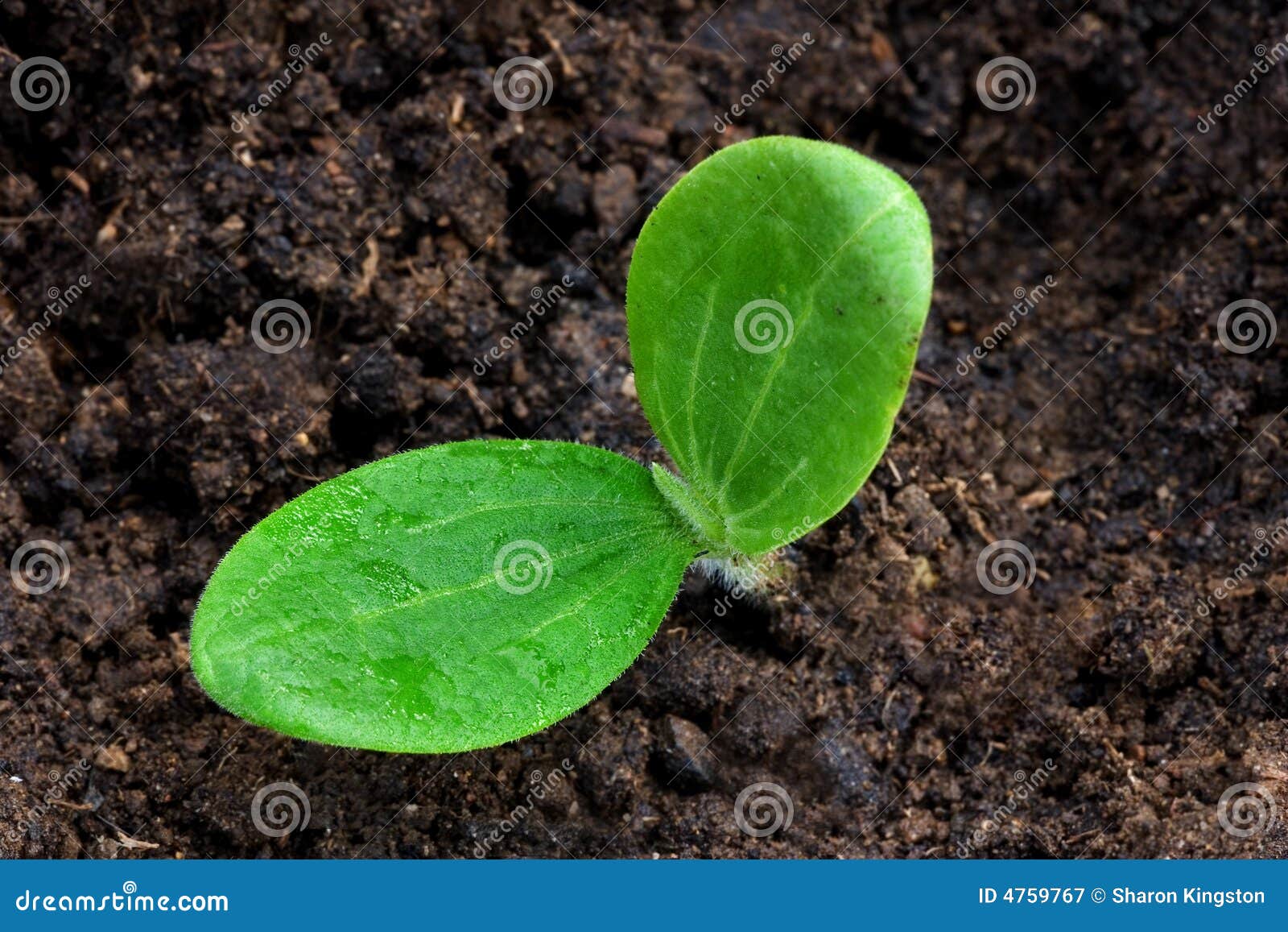 New seedling stock image. Image of nurture, compost, green - 4759767