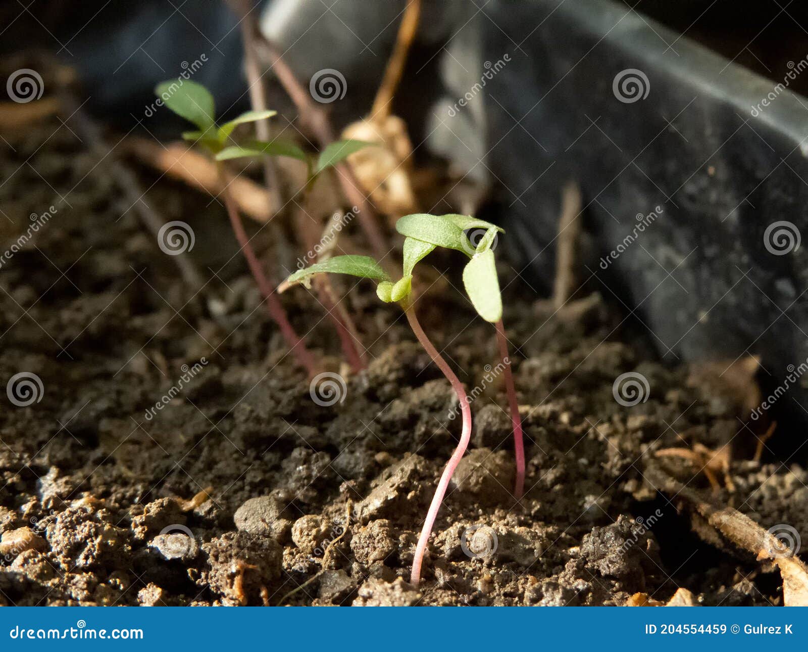 New Seedling stock image. Image of care, earth, closeup - 204554459