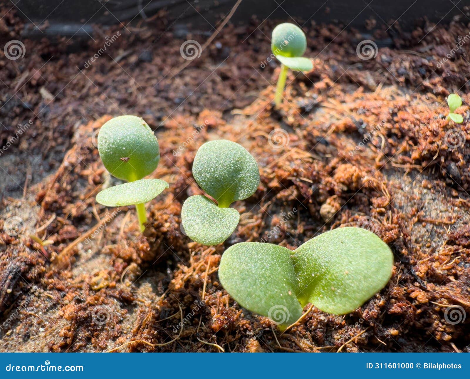 New Seeds Germinated in Pot Stock Photo - Image of garden, flower ...