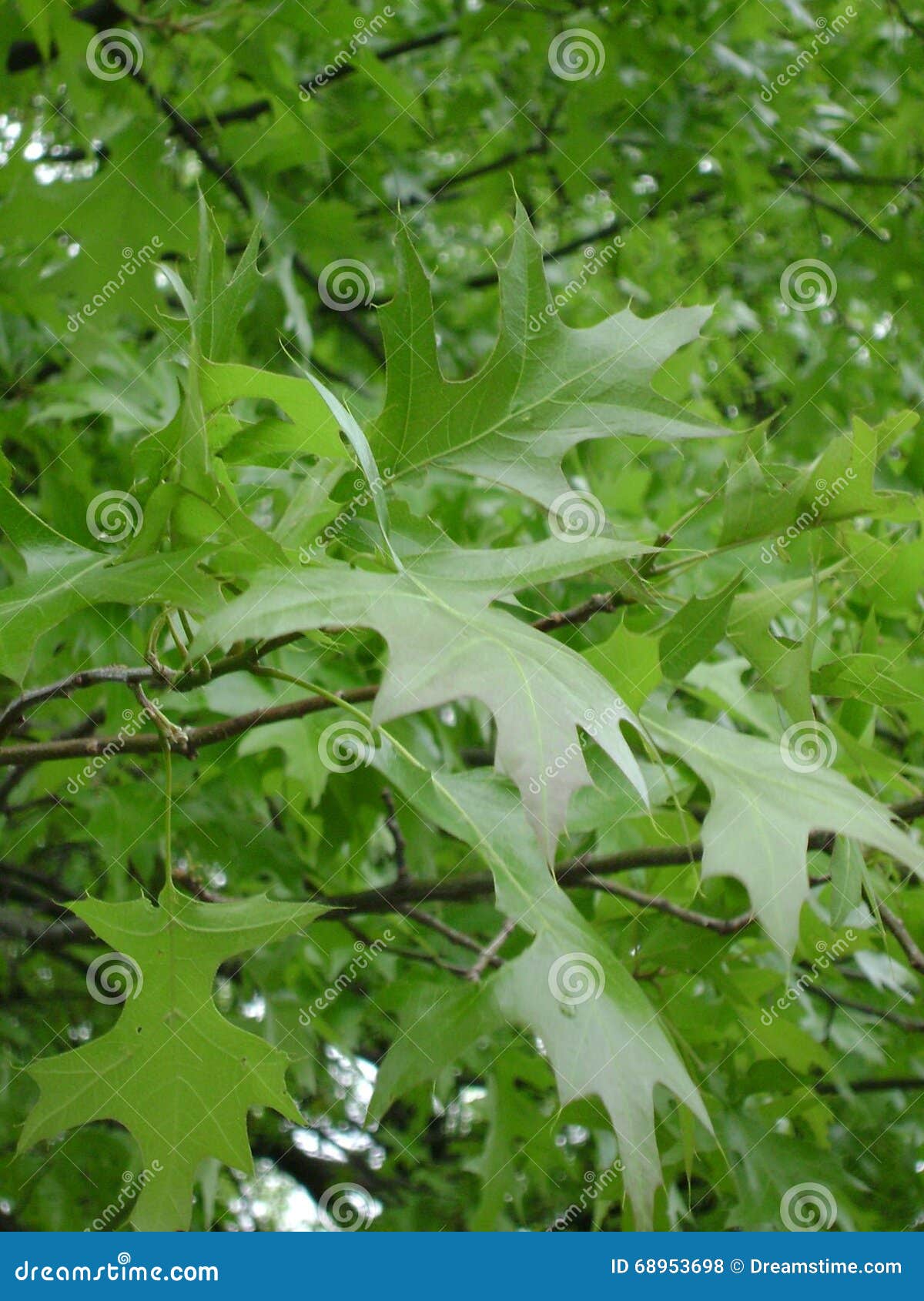 New sharp-edged oak leaves stock photo. Image of sharp - 68953698